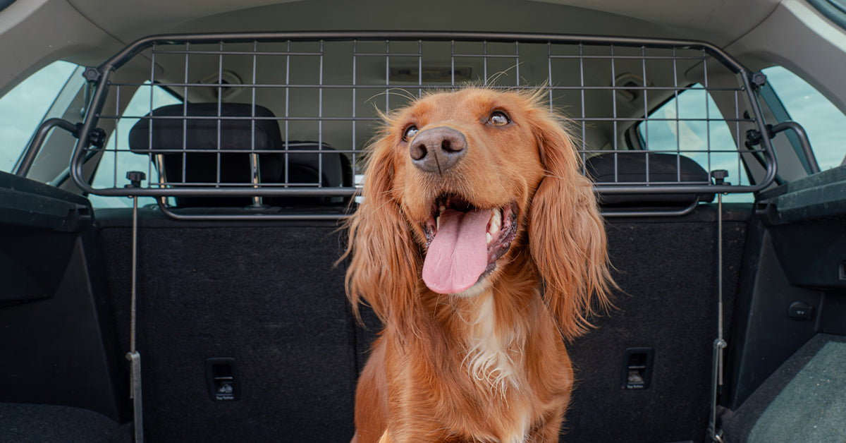 Custom-Fit Dog Guards & Boot Dividers